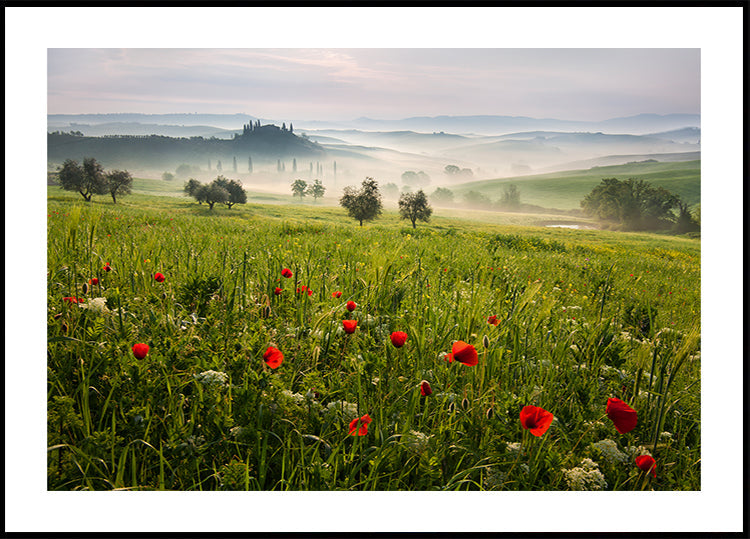 Tuscan spring – Posterbox.no