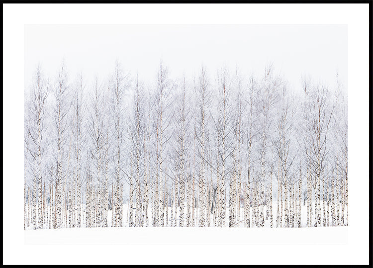 Winter birches Plakat – Posterbox.no